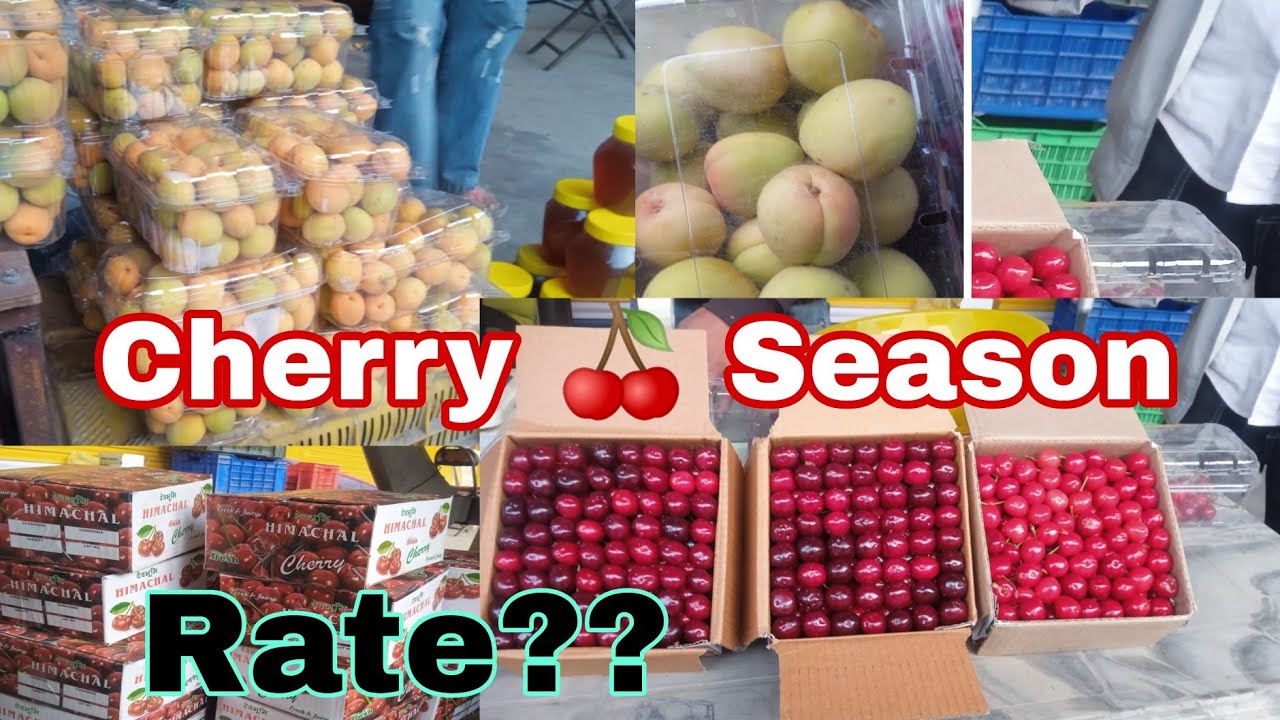 Cherry,Plum, Aadu Fruit Season In Shimla // Cherry, Plum Rate ?? - YouTube