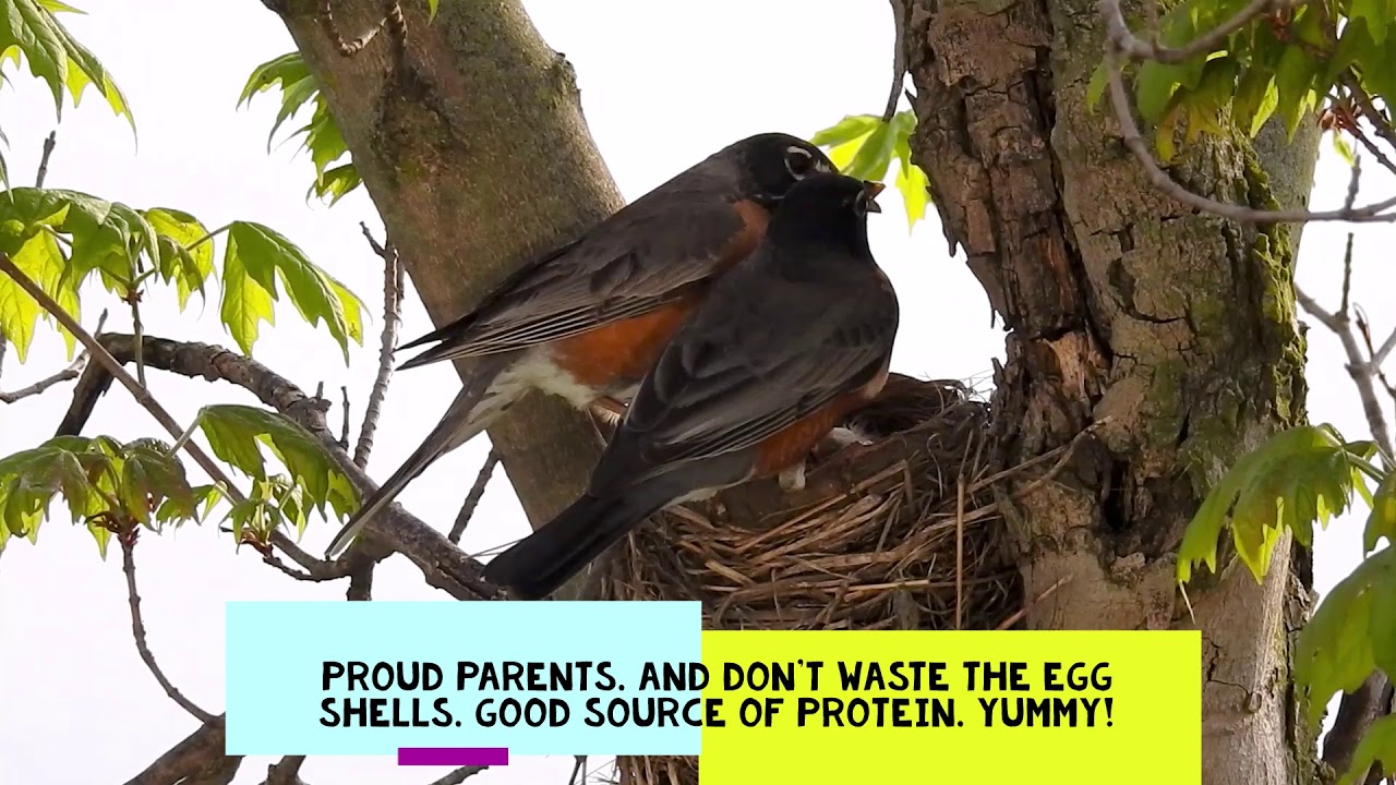 Baby robin when it first hatched out of its shell - YouTube