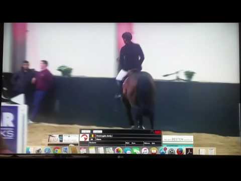 Nero P final stallion competition 4y