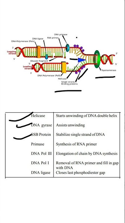 Enzymes involved in DNA replication#biology#ytshorts #science #studentlife #biotechnology - YouTube