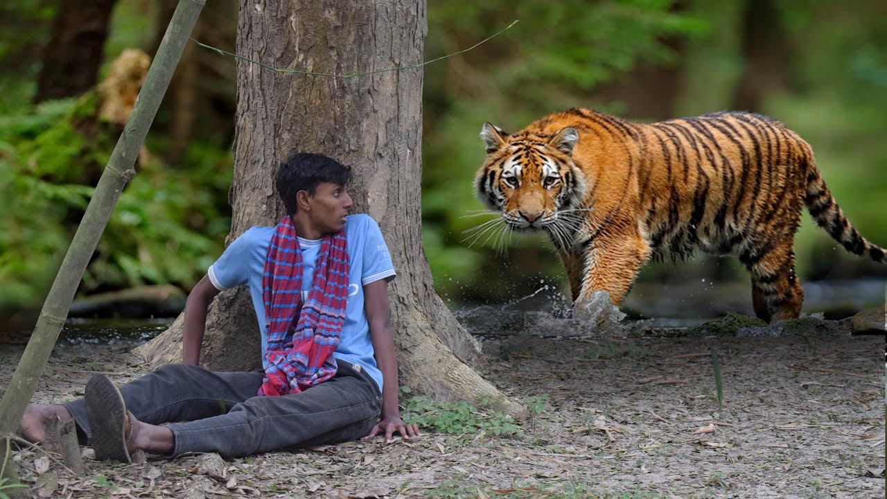 Tiger Attack Man in Forest | Royal Bengal Tiger Attack, Fun Made Movie ...