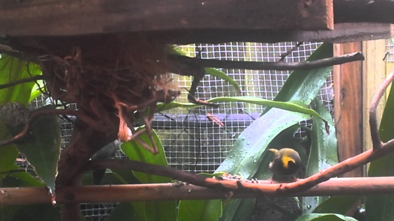 Taco,tomeguin del pinar con nido,cuban finch nest - YouTube