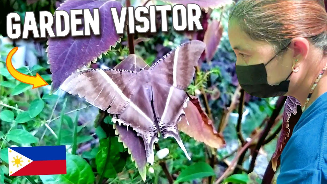 GIANT MOTH VISITS OUR GARDEN IN THE PHILIPPINES | LYSSA ZAMPA OR ...