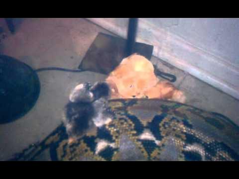 Big Python eating 2 dozen chickens - YouTube
