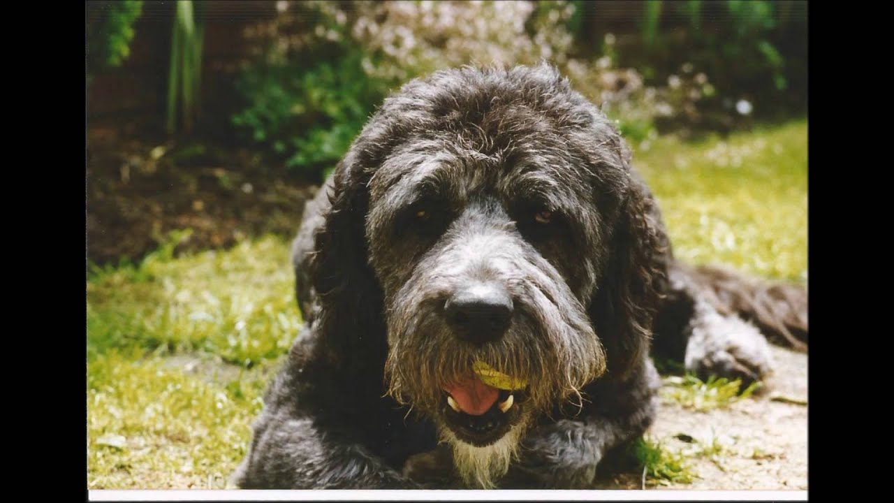 Bertie's Song - Mr Sunshine - Brian L Stephens. - YouTube