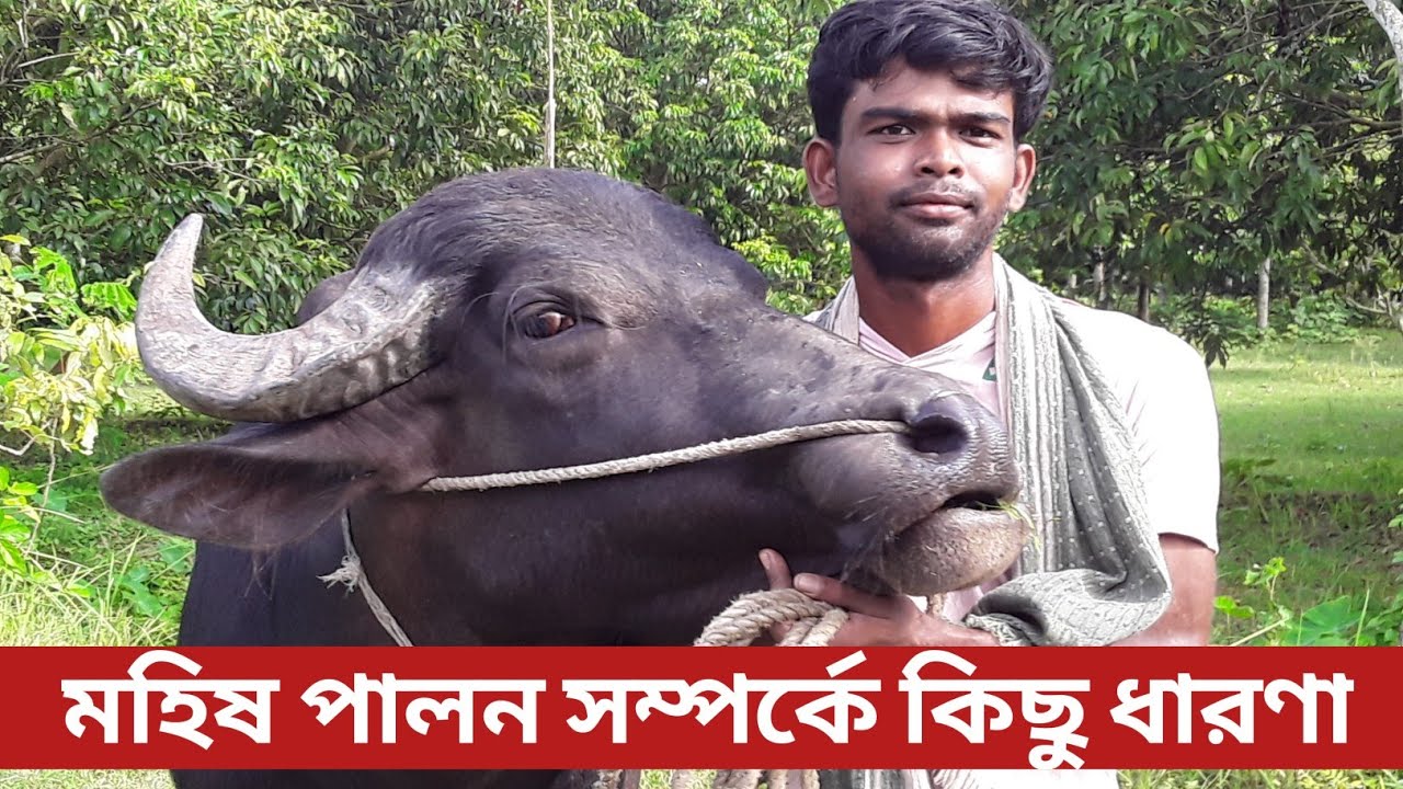 Profitable buffalo rearing method - YouTube
