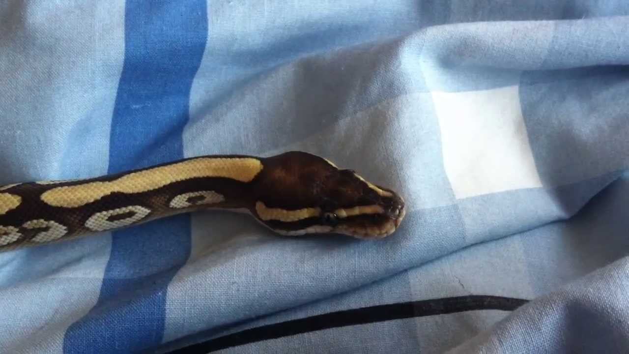 Lesser Platinum Royal (Ball) Python - YouTube