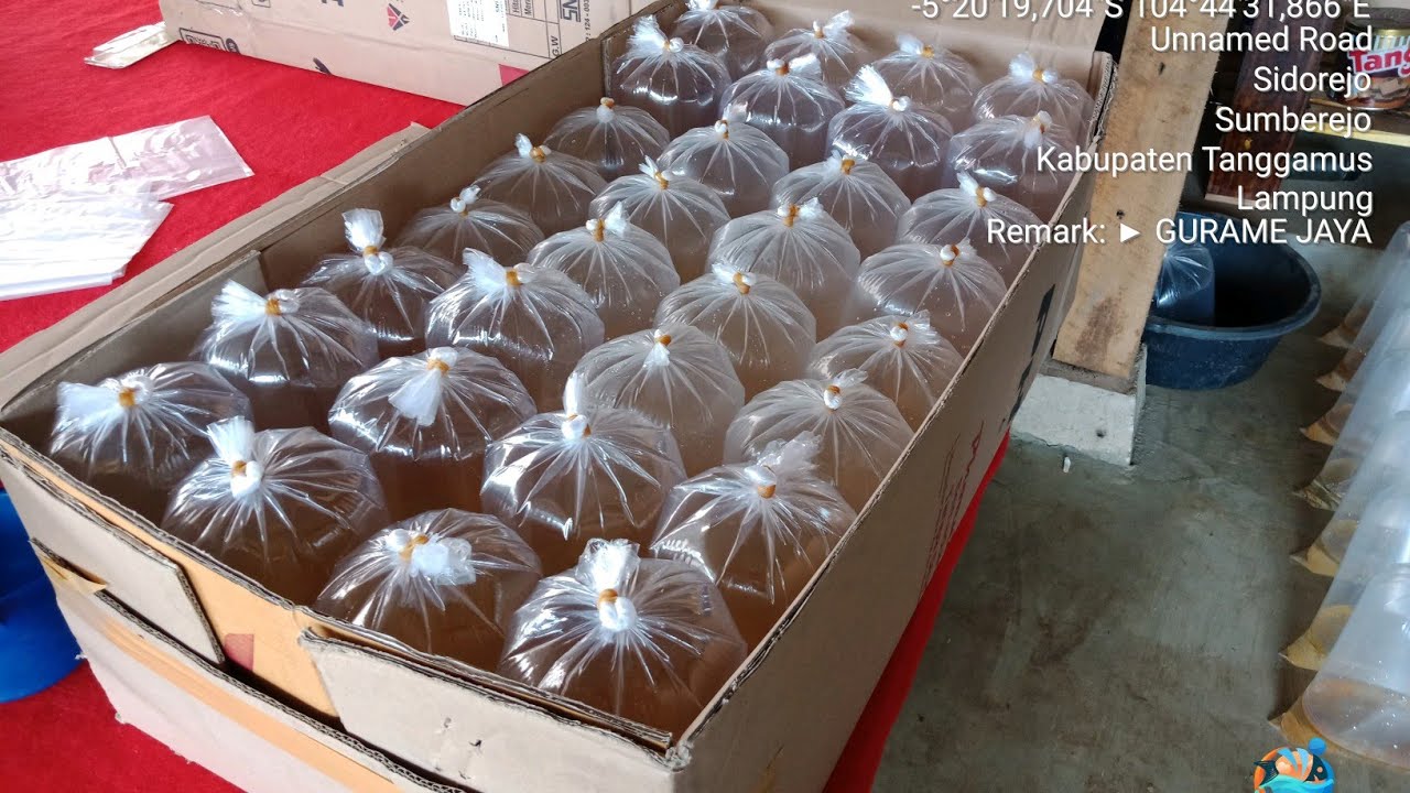 Cara packing telur - YouTube