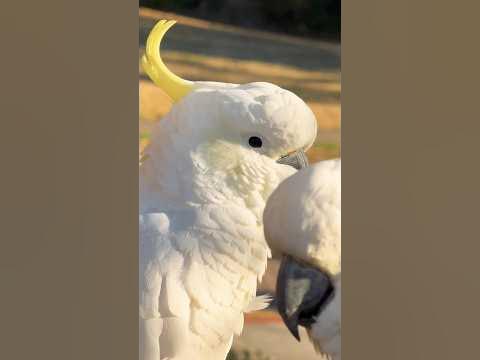 Birdie Num Num Scene - Peter Sellers - The Party! Comment if you know it? - YouTube