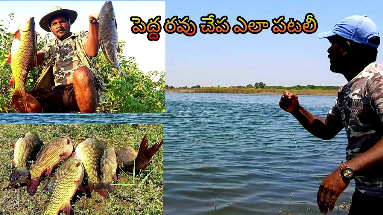 🐟🦈Rohu Fish Catching Hock Fishing(Gucha Hocks)Awesome Fishing| Big Rohu ...