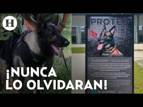 ¡Proteo será inmortalizado en Turquía! Nombrarán centro de rehabilitación animal en su honor