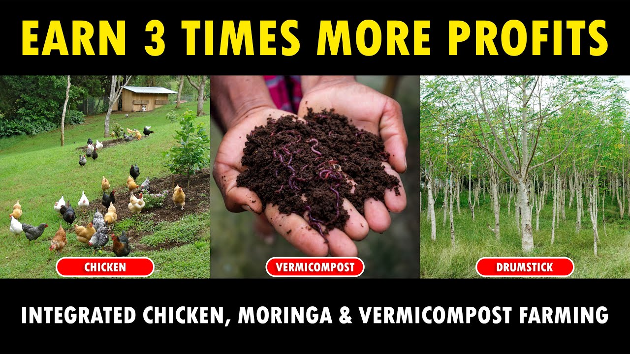 Integrated Chicken, Moringa and Vermicompost Farming | Integrated ...