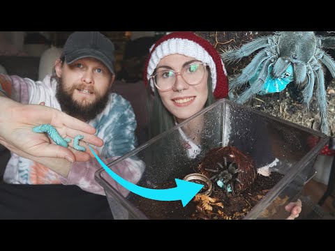 Fang-TASTIC Tarantula Feedings with Mr. tarantula kat! .. Juicy Gummy Worm edition - YouTube