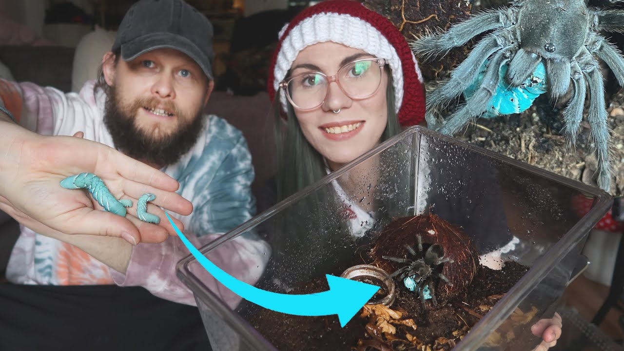 Fang-TASTIC Tarantula Feedings with Mr. tarantula kat! .. Juicy Gummy ...