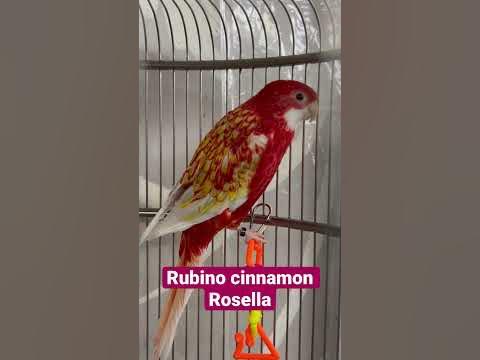 Rubino Rosella one of the most beautiful birds in the world! # #birb #parrot #birds - YouTube