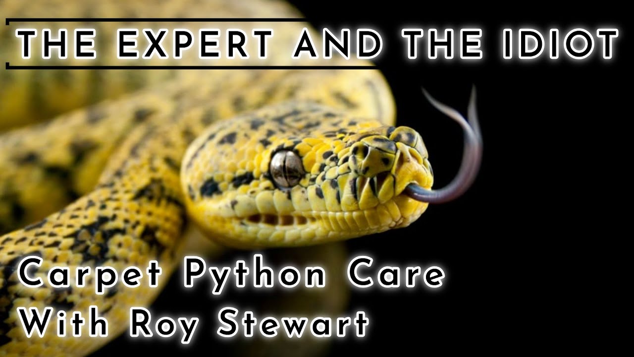 Carpet Python Care Guide with Roy Stewart - A Reptile Care Guide - YouTube