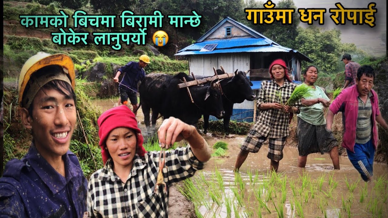 Dhan Ropaiko Bichma Manxe Birami Vayo😭😢 Paddy Farming In Nepal ...
