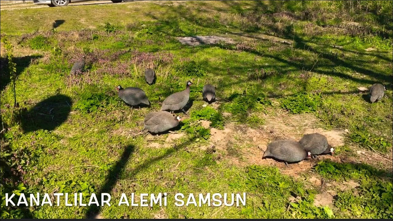Beç Tavuğu ,Yuvasına İnanılmaz Yumurtlamış 🥚 #İran #Tokat Tavuğu(Bölüm ...