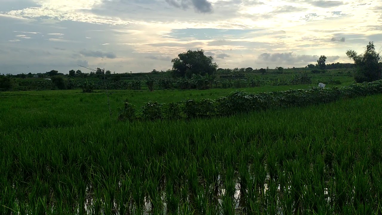 Pesawahan - YouTube