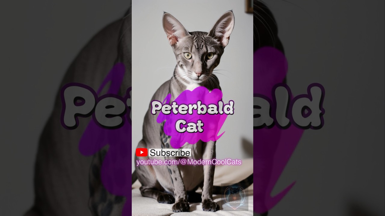 Peterbald cat is a unique breed originating from Russia, known for its ...