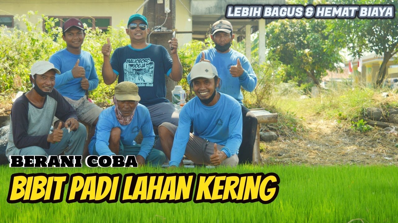 TUTORIAL PERSEMAIAN BIBIT PADI LAHAN KERING || LEBIH HEMAT BIAYA - YouTube