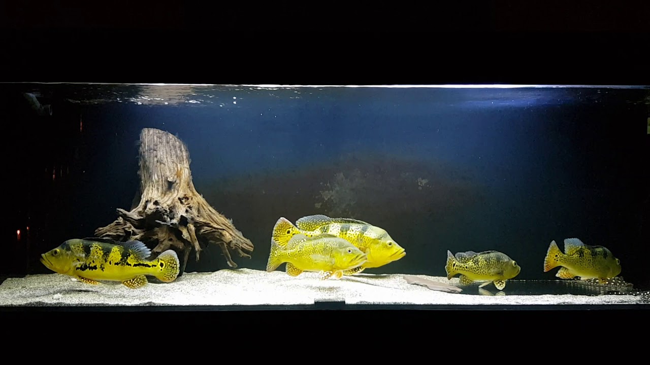 Wild Caught Bahia Golden Kelberi Peacock Bass - YouTube