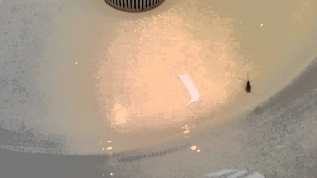 Papiervisje / zilvervisje / ovenvisje - YouTube