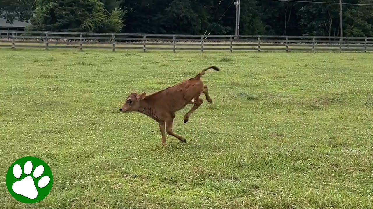 Rescued calf runs in grass for the first time - YouTube