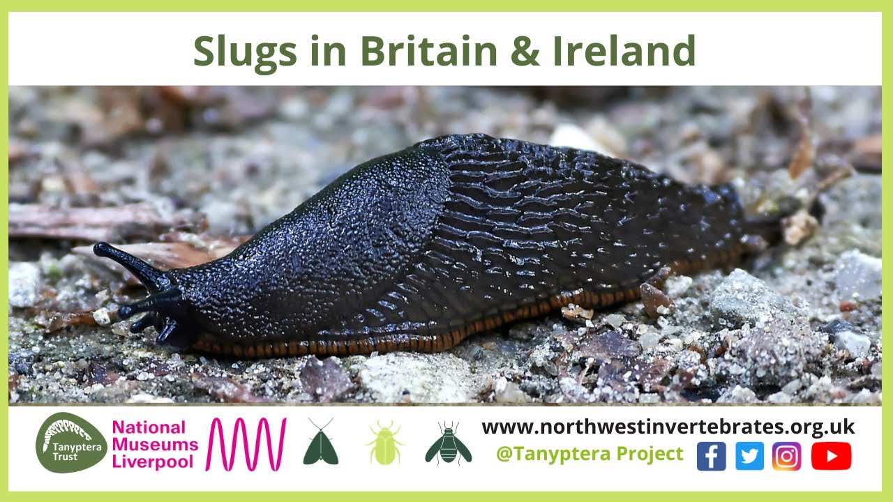 Slugs in Britain & Ireland - YouTube