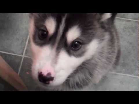 Meet Luna the Husky Pup