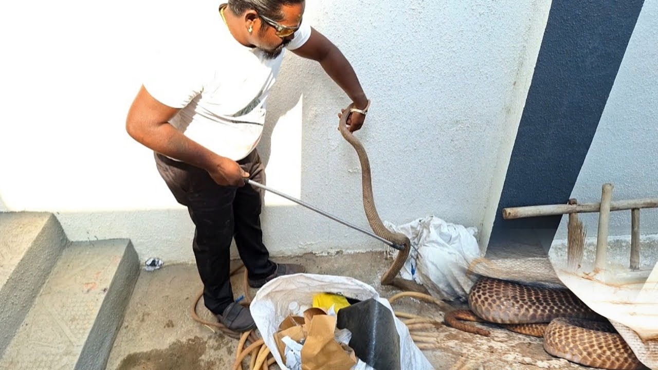 दीपक पोकळे यांच्या बंगल्यात पकडला नाग | cobra snake catcher | cobra ...