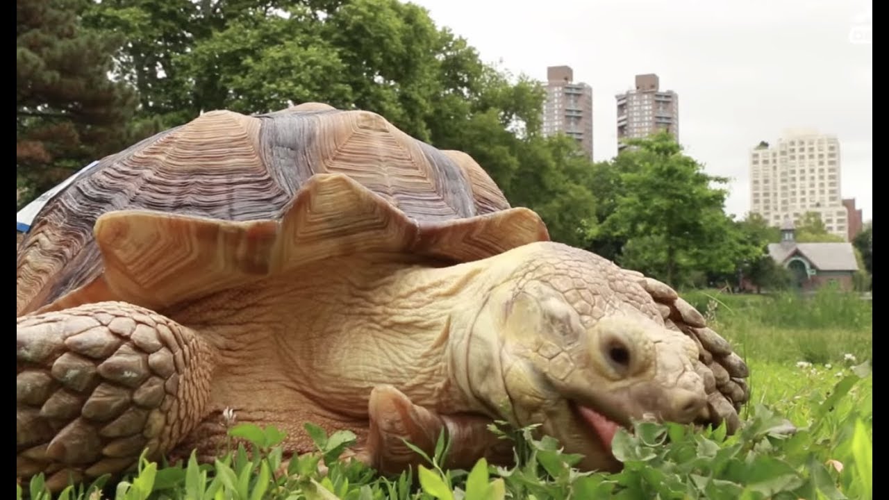LIVE: Henry The Tortoise Eating Snacks in Central Park NYC | The Dodo ...