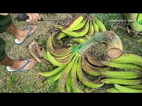 "PISANG AGUNG TALUN SUPER!!! MENGUNJUNGI KEBUN PETANI PISANG DAN PROSES ...