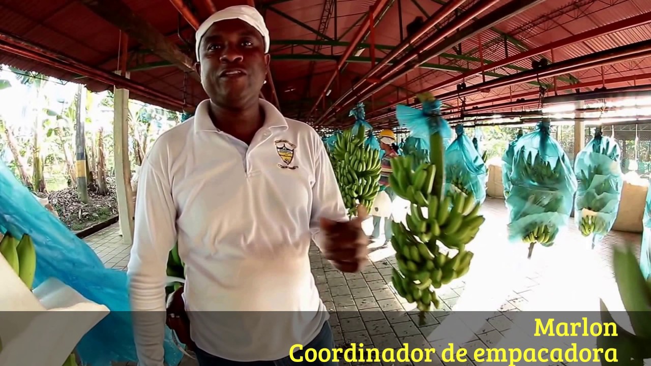 Banano de exportación de la región de Urabá (Colombia) - YouTube