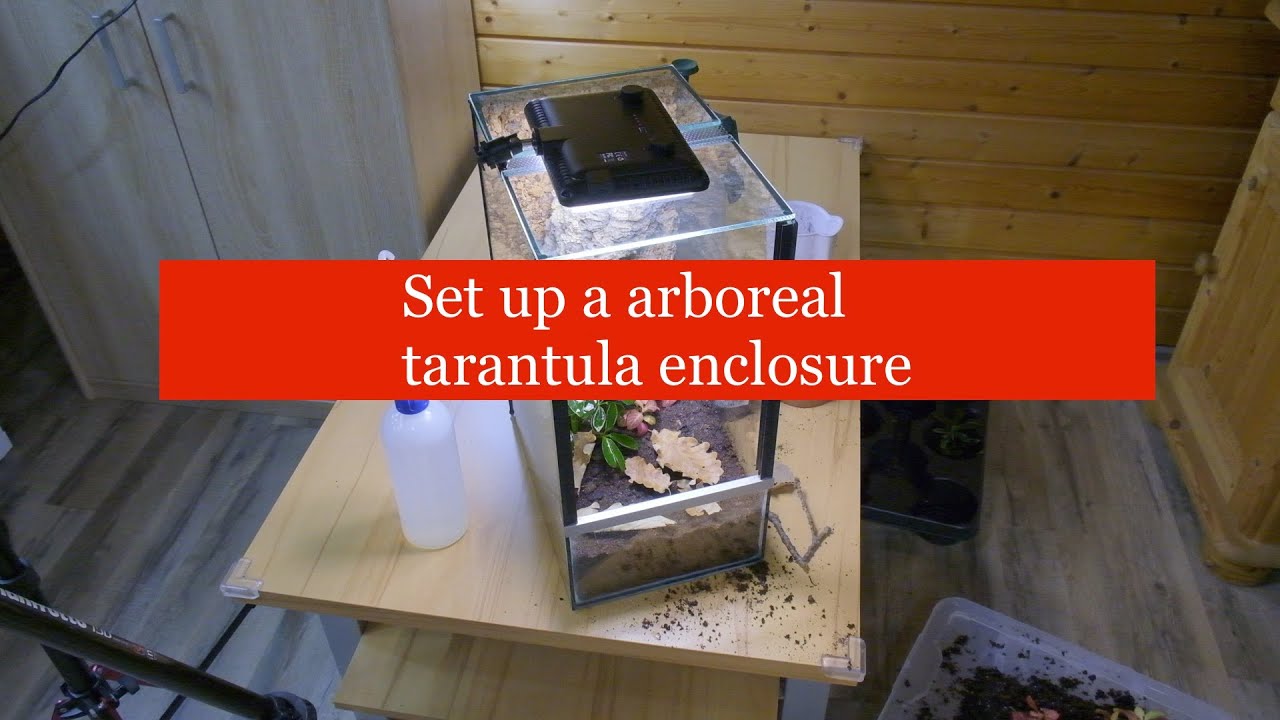 set up a Tarantula Enclosure for Arboreal species - YouTube