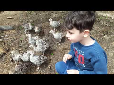 Hindigiller hindi doga ve yavruları