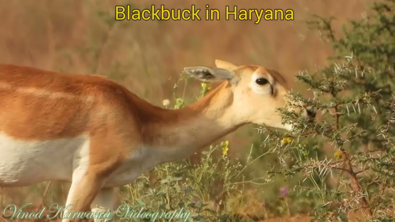 Blackbuck in its habitat in Haryana - YouTube