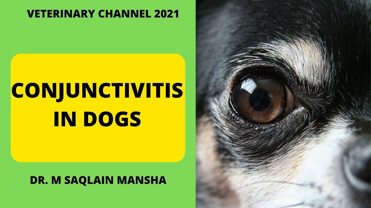 Veterinary Ophthalmology : The Causes, Diagnosis, and Treatment Of ...