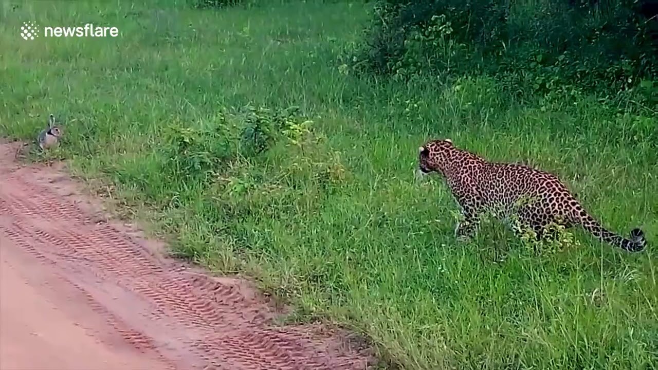 Rabbit cheats deaths as it out runs leopard in Sri lanka national park ...