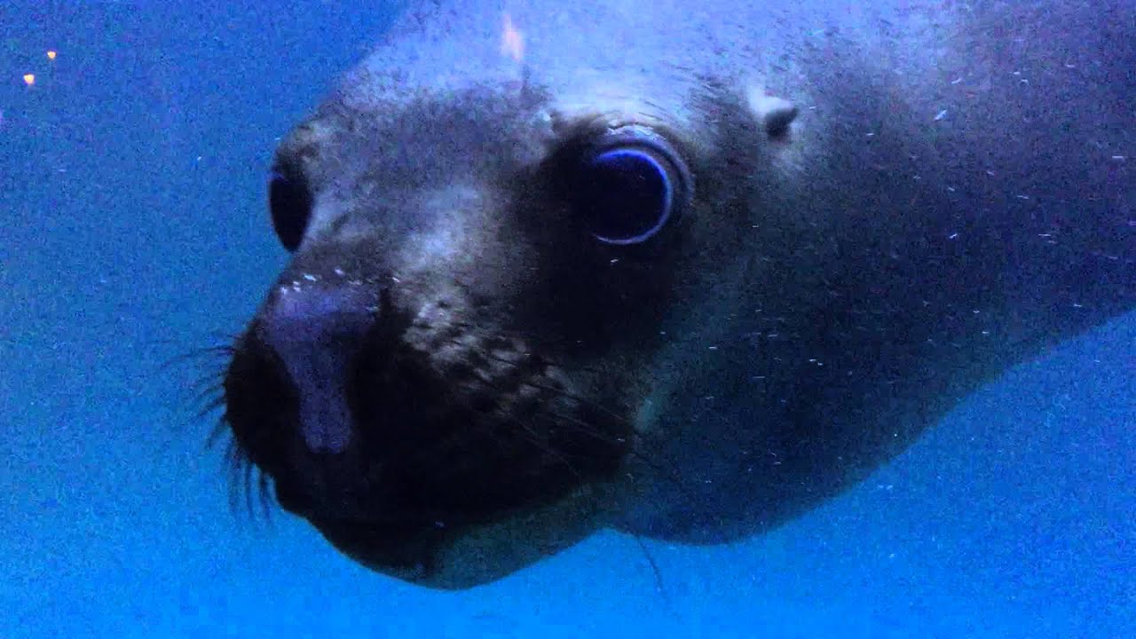Sea Lion actually roars - YouTube