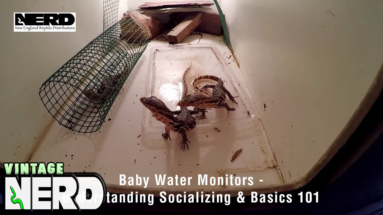 Baby Water Monitors - Understanding Them, Socializing & Basics 101 ...