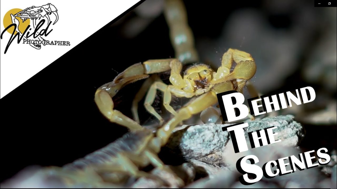 Scorpion Battle and Rattlesnakes! [behind the scenes] - YouTube