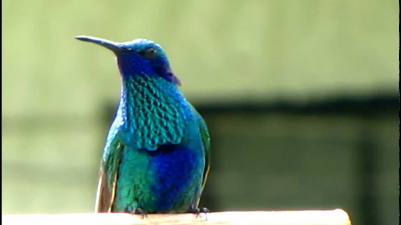 Angry Hummingbird - Sparkling Violetear - Colibri coruscans - YouTube