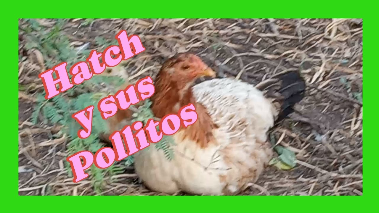 Gallina Hatch y sus Pollitos - Pollitos Finos - Gallina Fina - Lote de ...