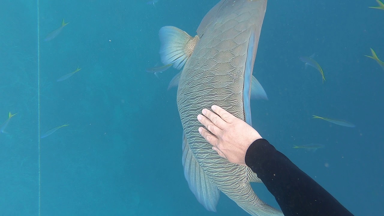 Jorg's Interaction w/ Maggie the large Maori Wrasse Fish - YouTube