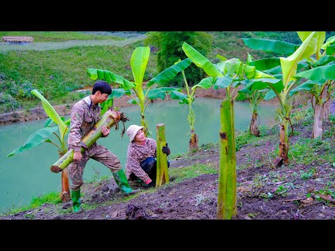 Muz dikmek için çimleri temizlemek, patates bahçeleri için kök dikmek - Farmer's life