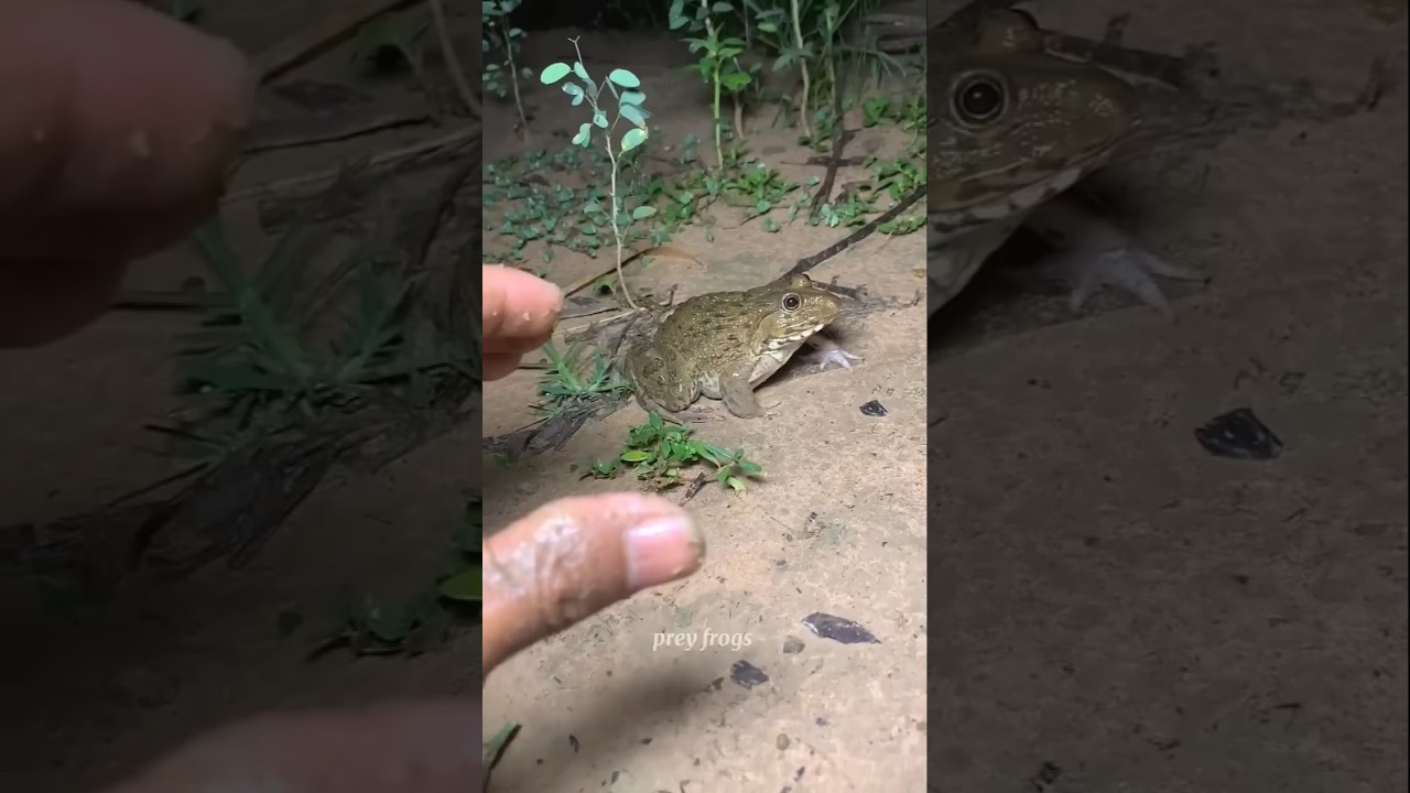 Boing catch frogs funny |froggy catchfunny wep wep | funny froggy #shorts - YouTube