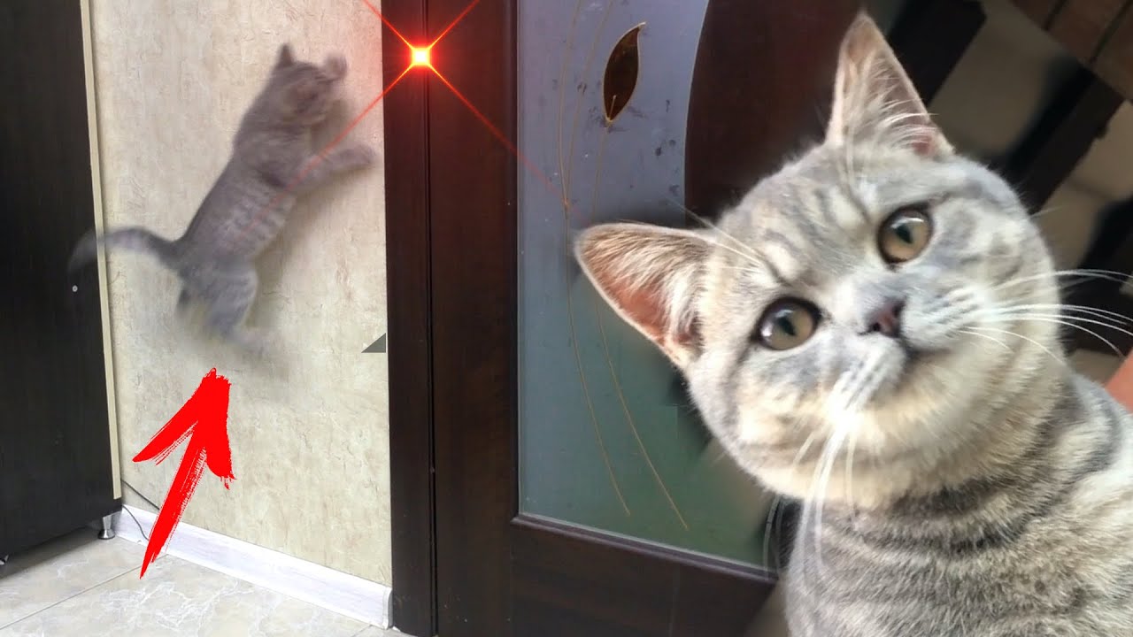 "I'll get you anyway" - how high kitten Street can jump - YouTube