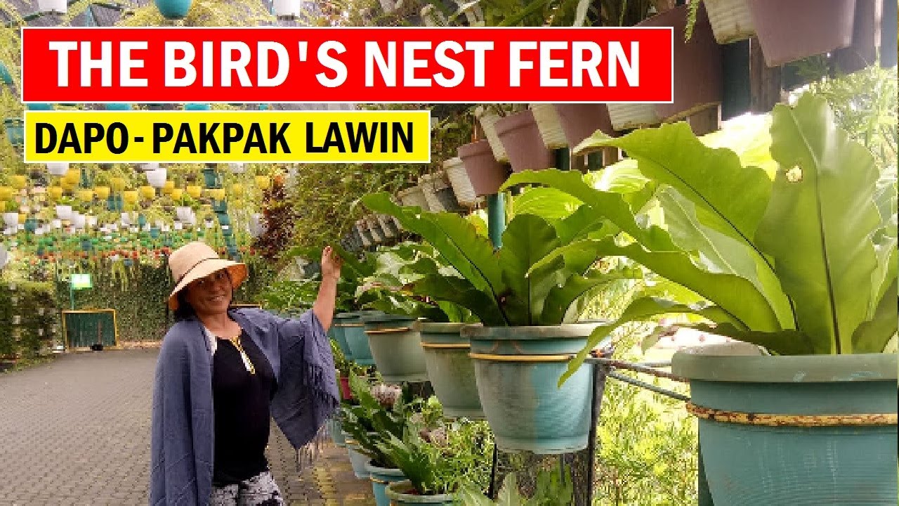 THE BIRD'S NEST FERN : Amazing Arrays of Ferns | DAPO PLANTS | PAKPAK ...