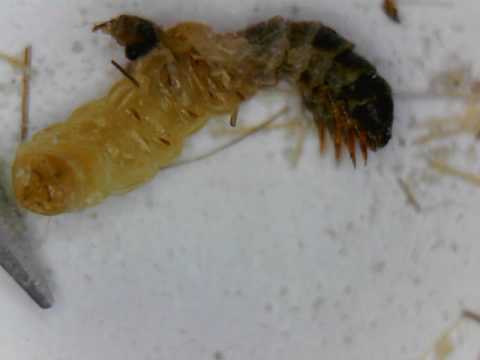 Household Casebearer dissection - YouTube